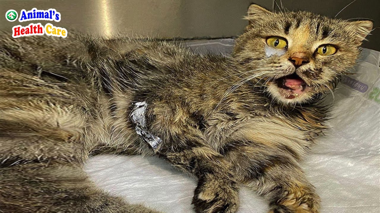 Poor Cat Got heartwarming Ending after Trusting a Heartless Owner - YouTube
