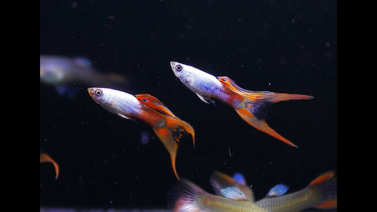 Guppy fish silverado double sword - YouTube