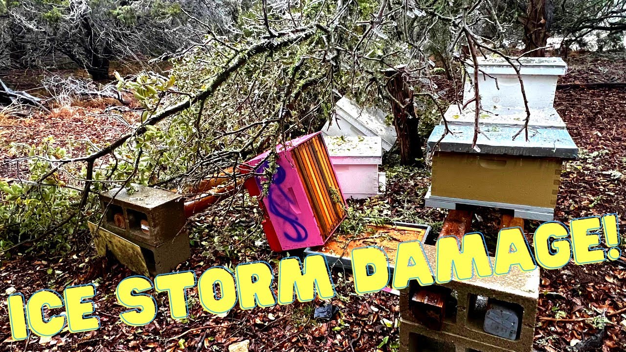 A Tree KNOCKED OVER my BEE HIVES!! Texas Winter Storm 2023 - YouTube
