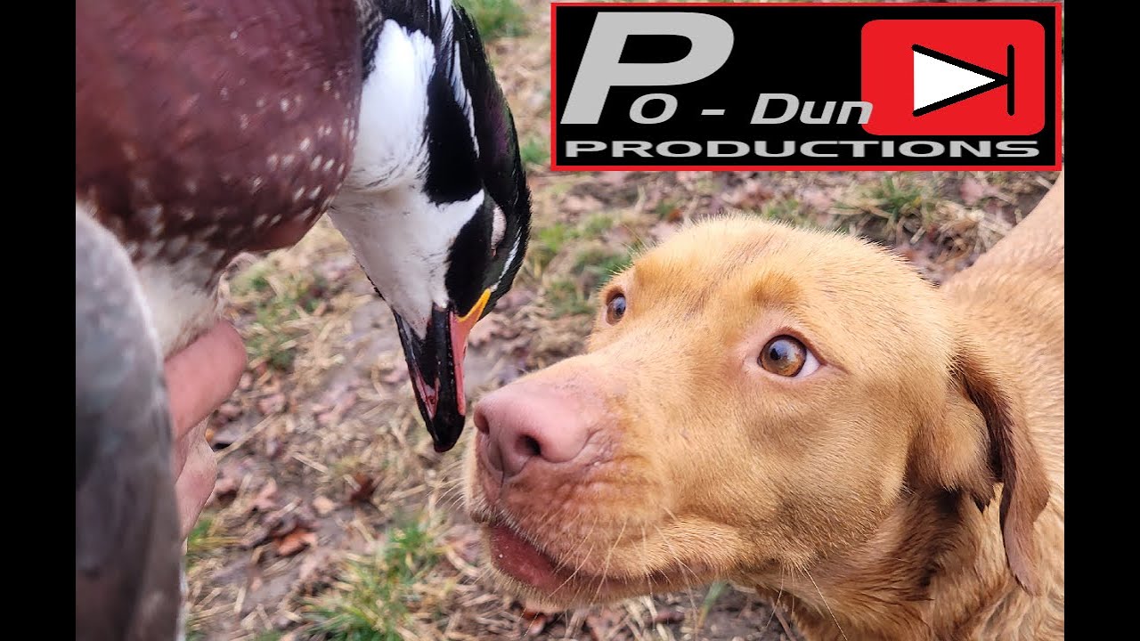 Hunting Ducks on the Muddy Creek Late Season (2021 Oregon Duck Hunt ...