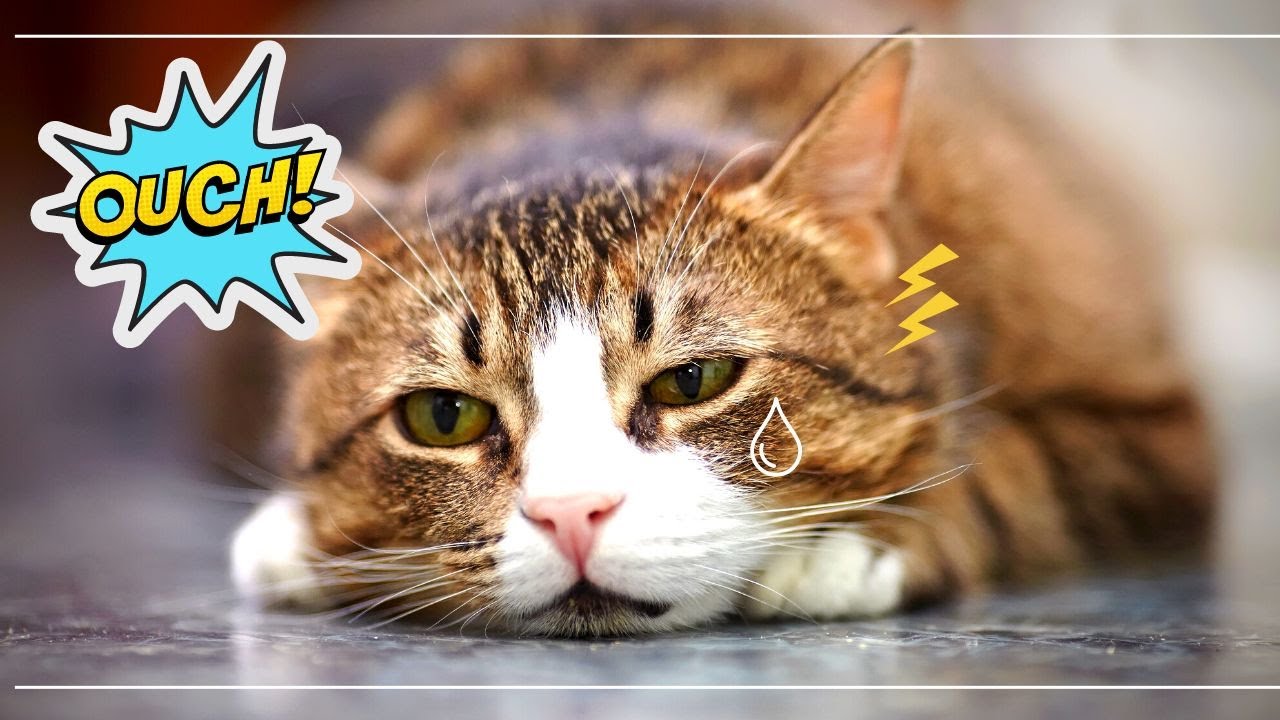 8 Ways You EMOTIONALLY Hurt Your CAT 😿 (Without Realizing It) - YouTube