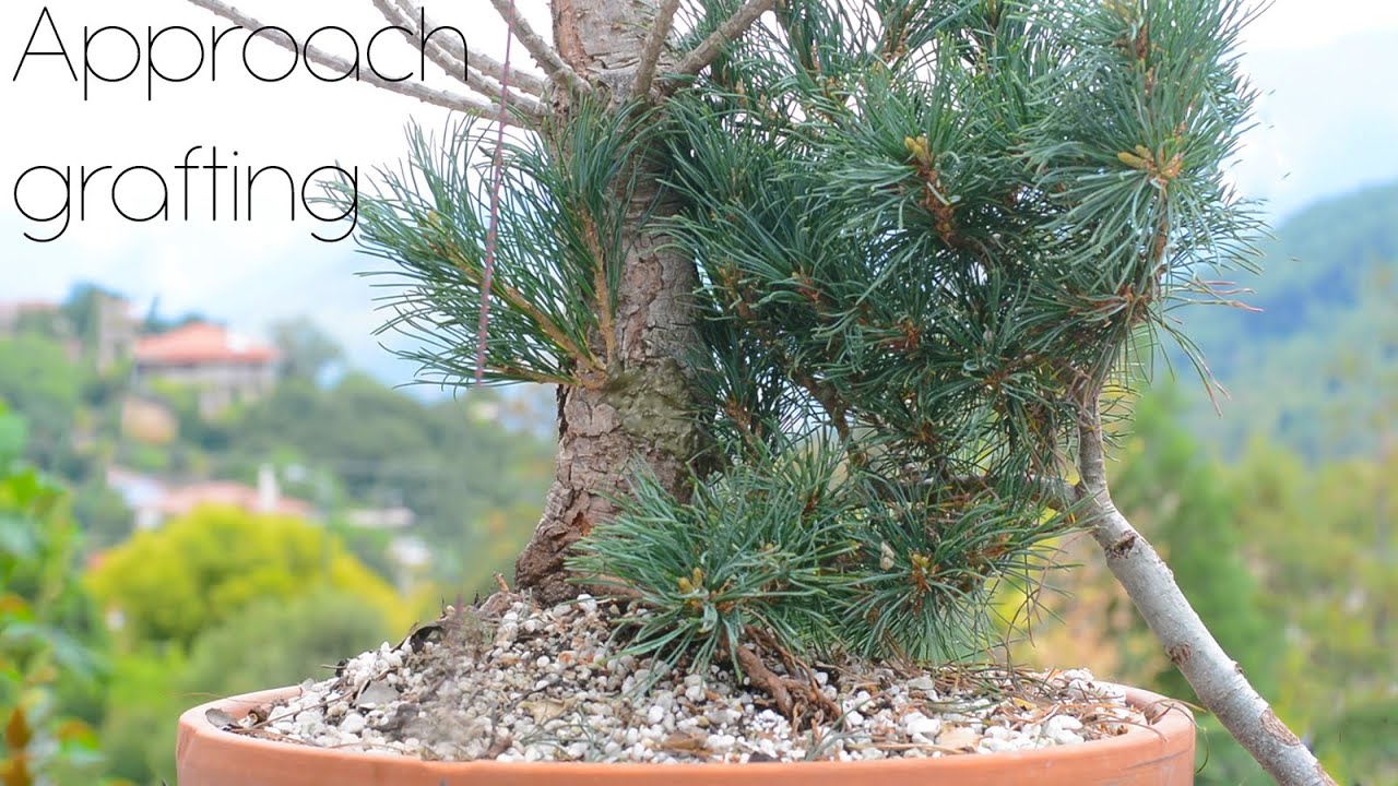 Approach grafting pines for bonsai - Arkefthos Bonsai - YouTube