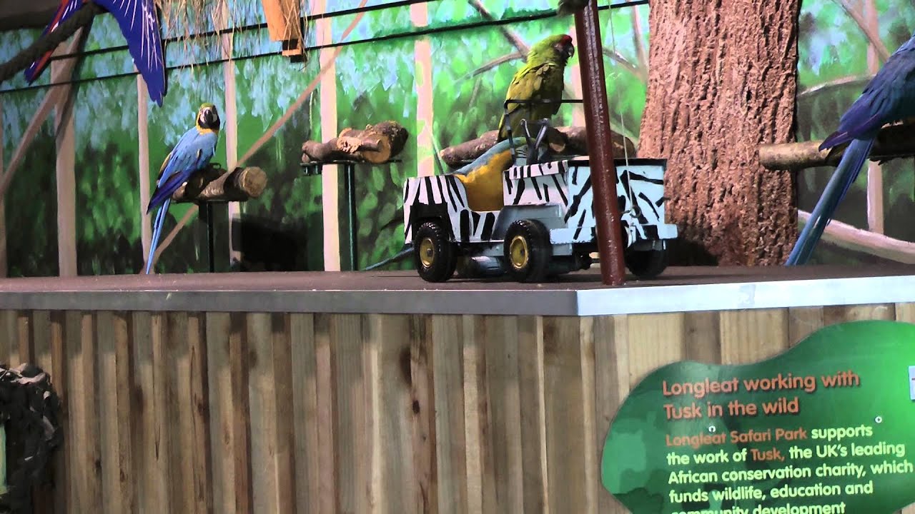 Live Parrot Show At Longleat Safari Park. Amazon Parrot, - YouTube