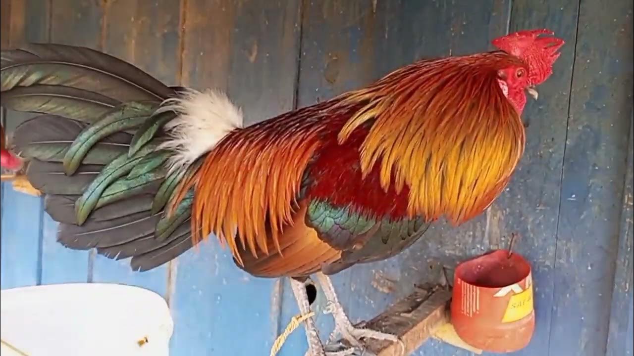 lo peb saib qaib ua ke nawb - YouTube