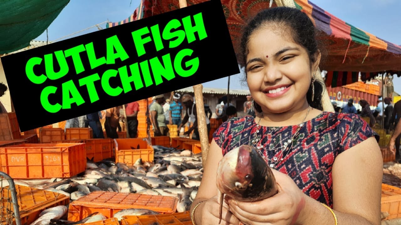 catla fish catching|seelavathi fish catching|Rohu fish export|Katla ...
