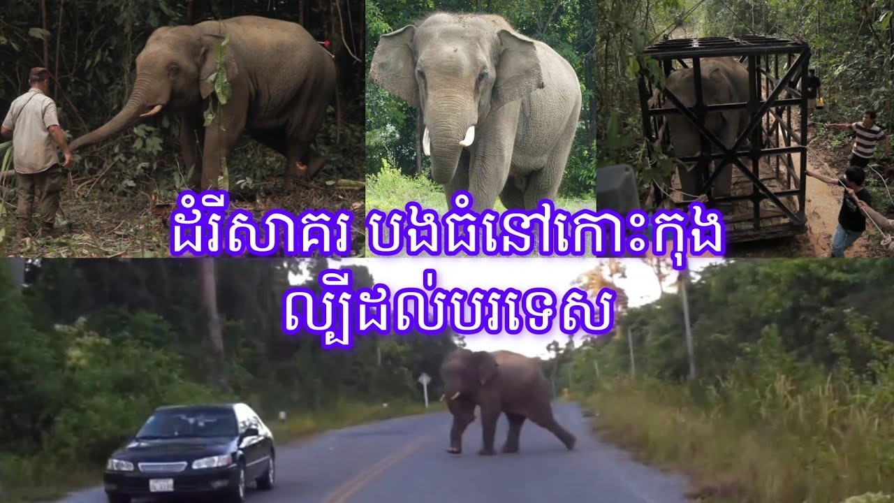 Meet Sakor, the sugarcane tax inspector! Phnom Tamao rescue center ...