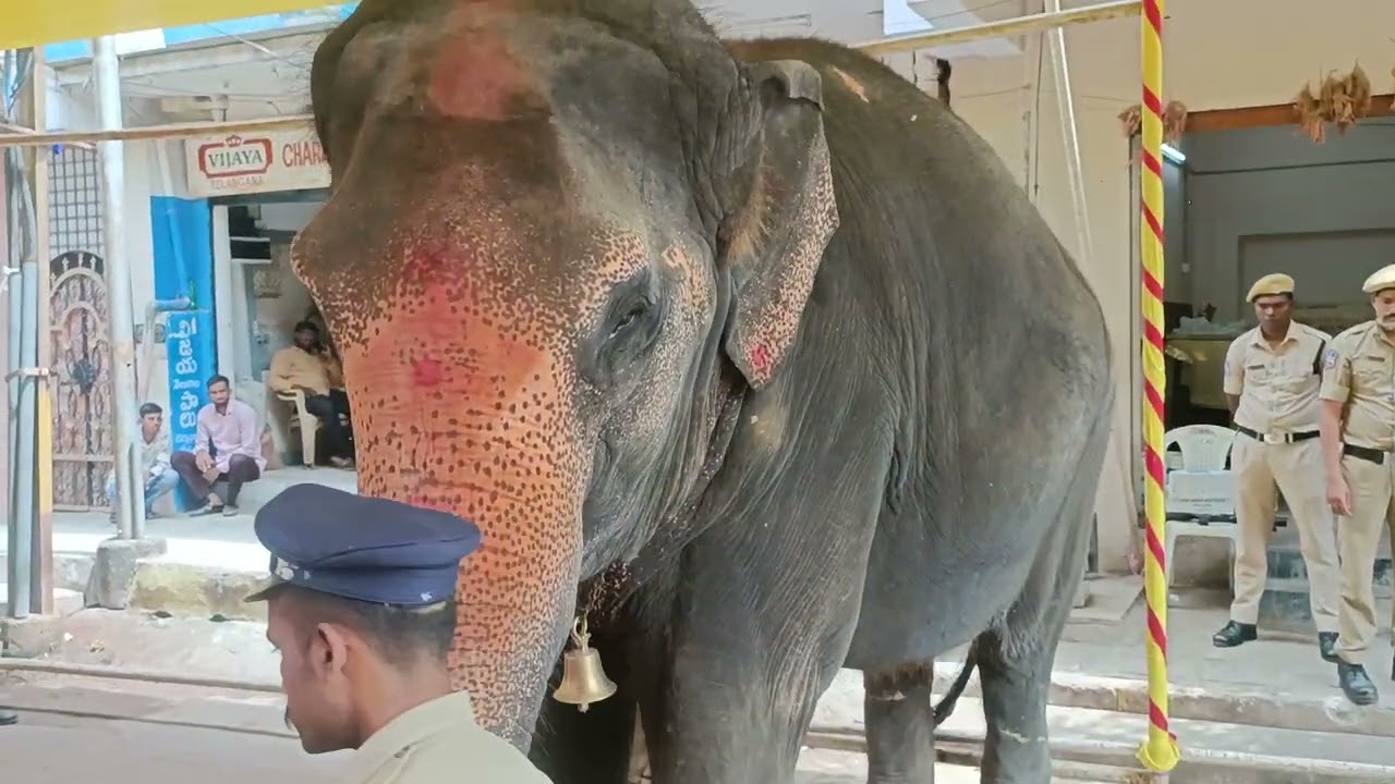 Gajaraju at Hyderabad - YouTube