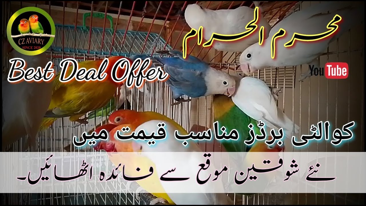 Best deal offer | Quality birds in cheap price - YouTube
