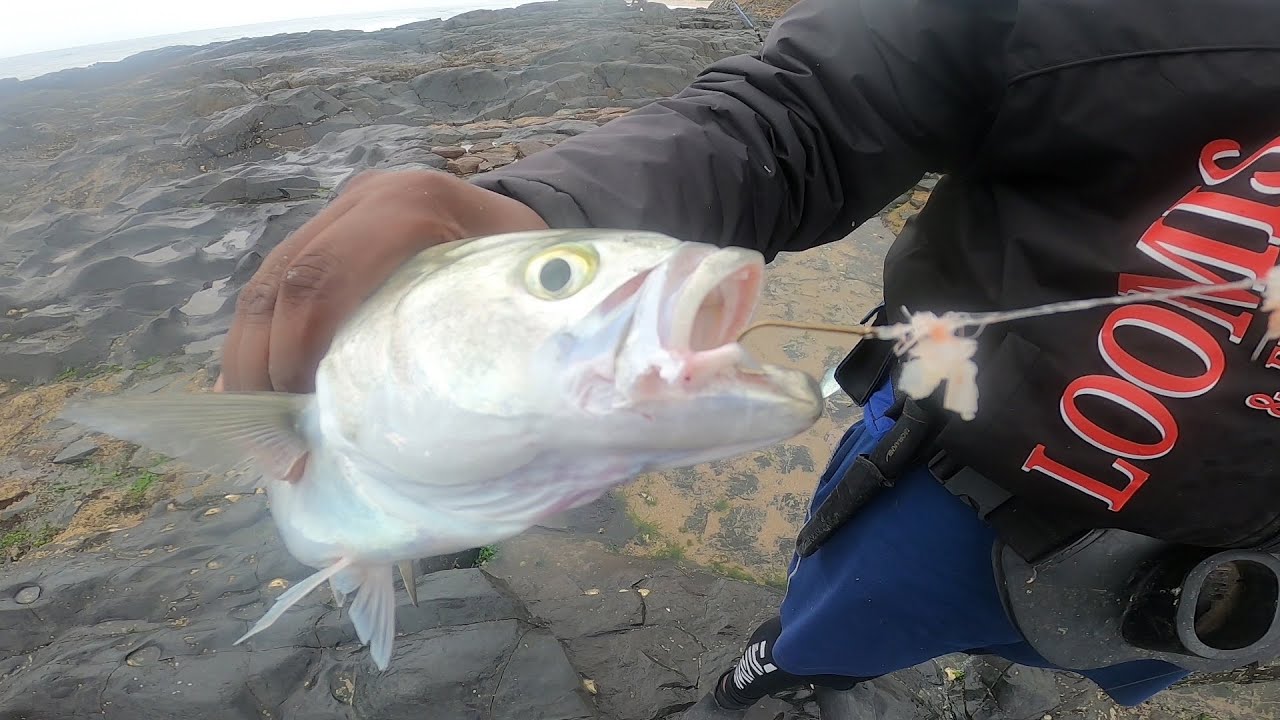 Fun Fishing Frenzy - Big Shad , Small Hook @ Toti Rocks - YouTube