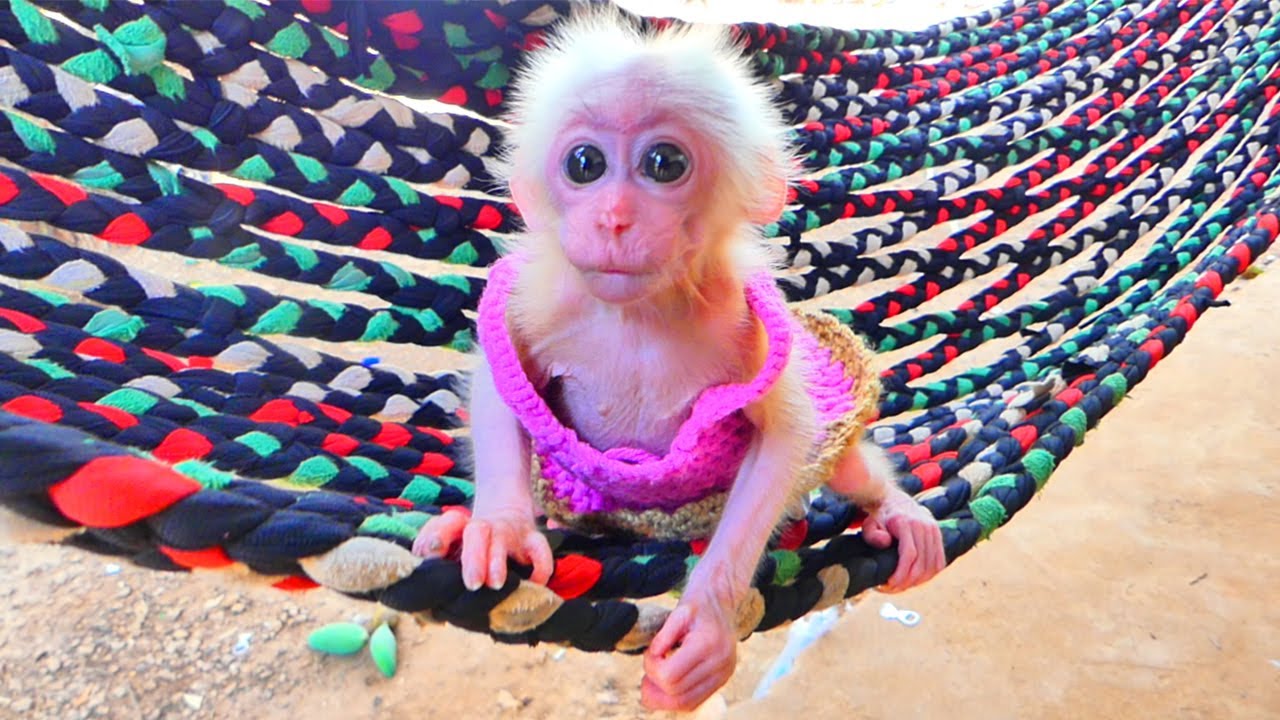 Time To Relax and playfully for Kira #animals #wildlife #animals # ...