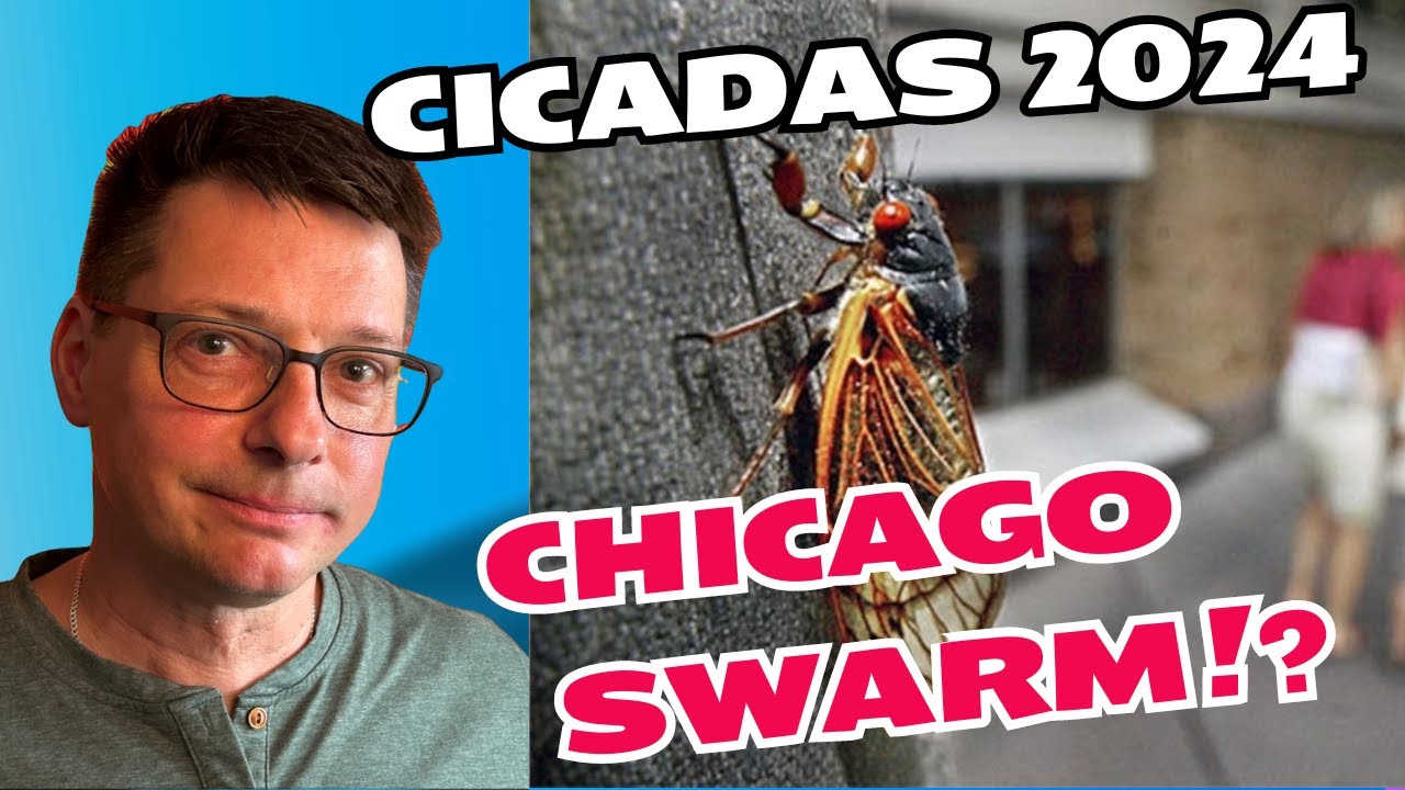 Cicadas 2024 Chicago Locust Invasion! or Not. - YouTube