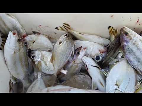 mancing mania mantap 15