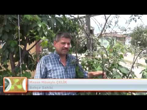 Bu ağaç hem meyve veriyor hem çiçek açıyor