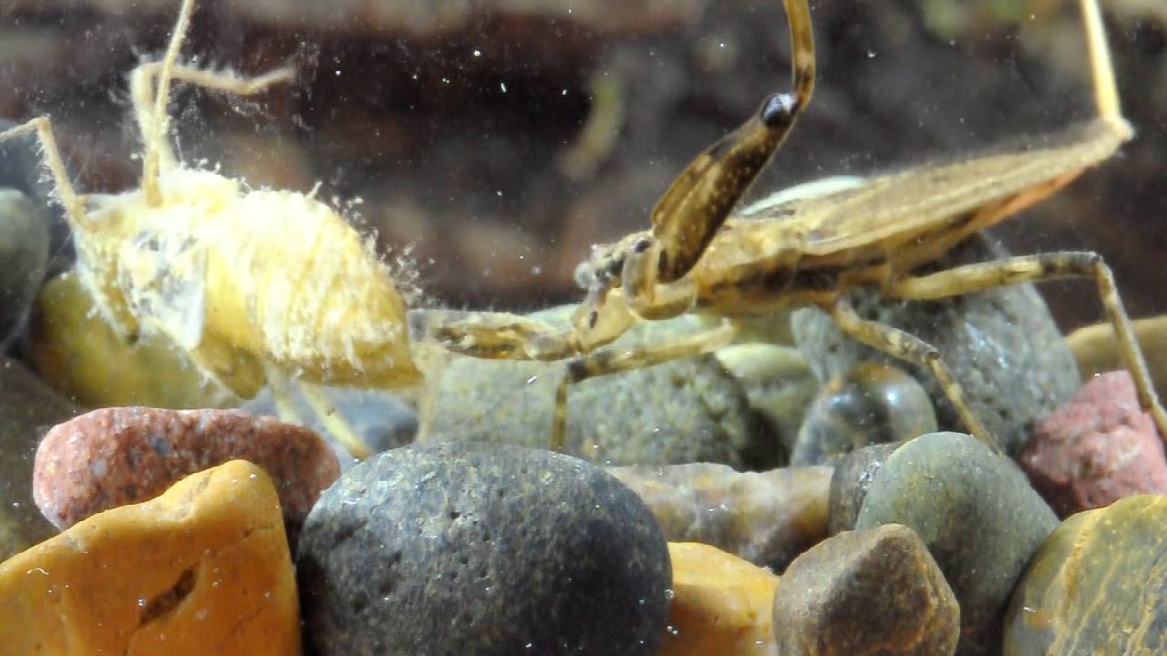 Water scorpion captured a Sympetrum larva/Víziskorpió Sympetrum ...