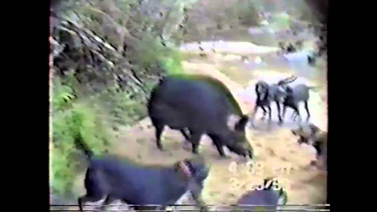 Very aggressive 400lb Wild boar vs American bulldog - YouTube