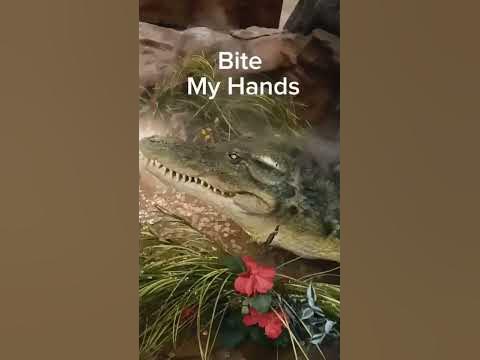 Alligator Bite my Hands 😱 #shorts - YouTube