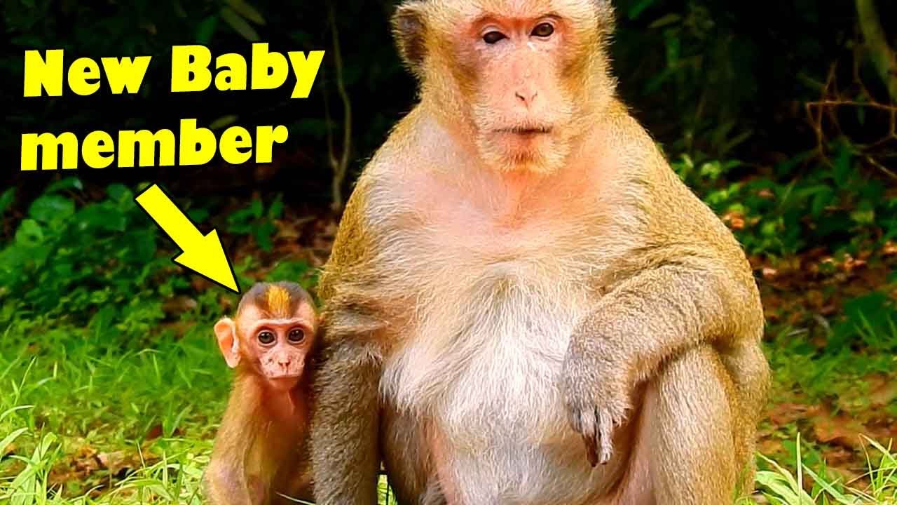(06/07/21) Homeless Baby Monkey Asked To Mohanokor To Follow The Team ...