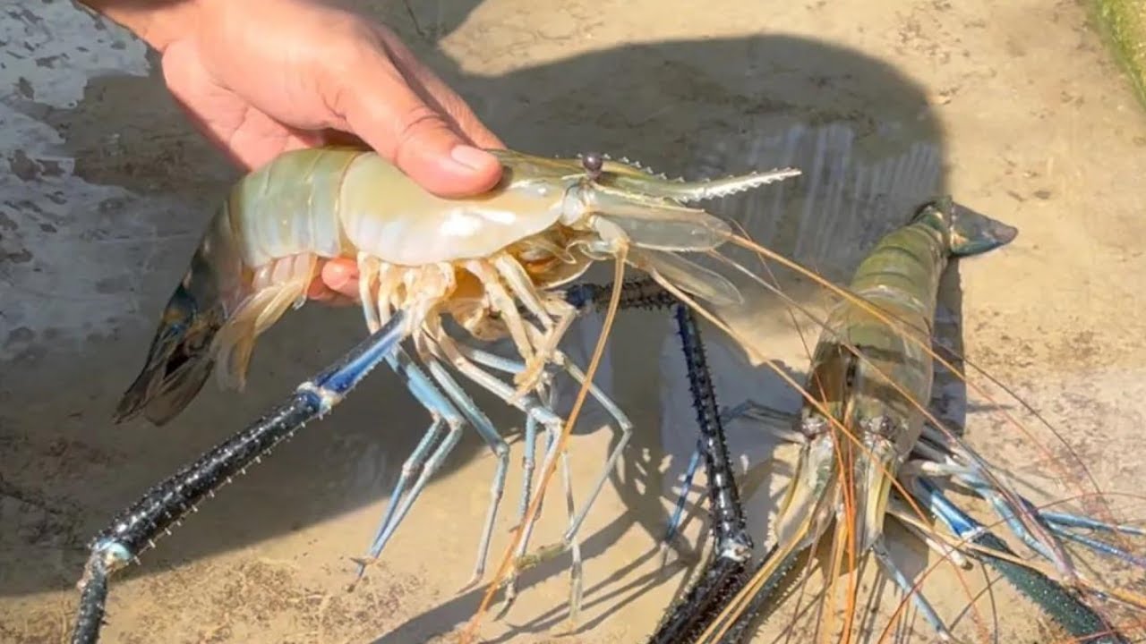 How To Cut Clean Jumbo River Prawns | See two large teeth of the Shrimp ...