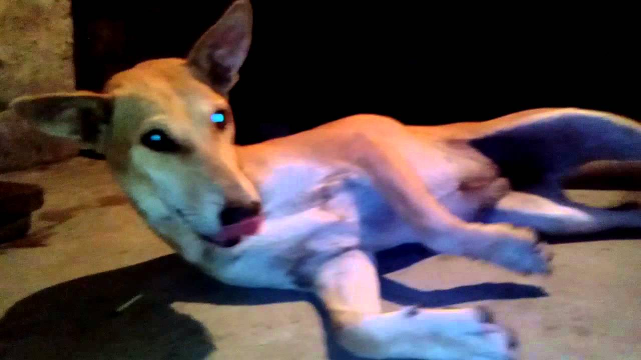 Haunted Dog! - YouTube