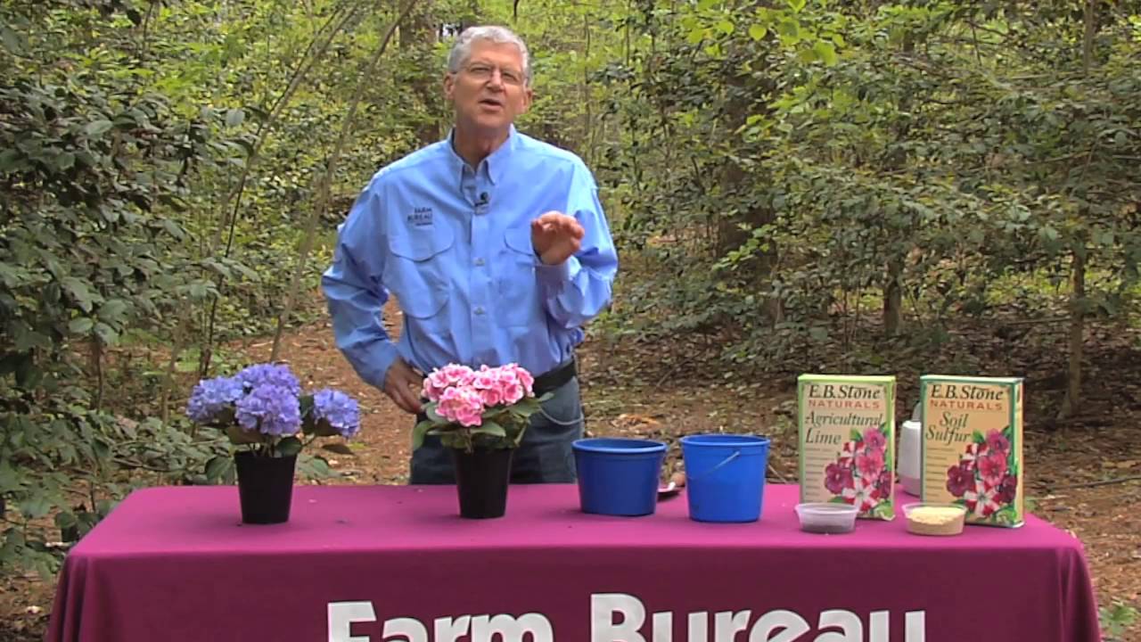 Walter Reeves – Hydrangea Colors & How You Can Change Them - YouTube