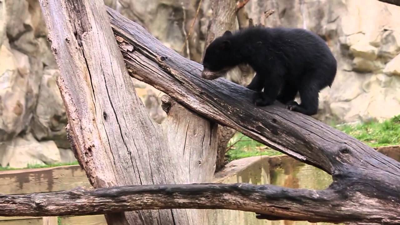 National Zoo's Andean bear cubs come out and play - YouTube