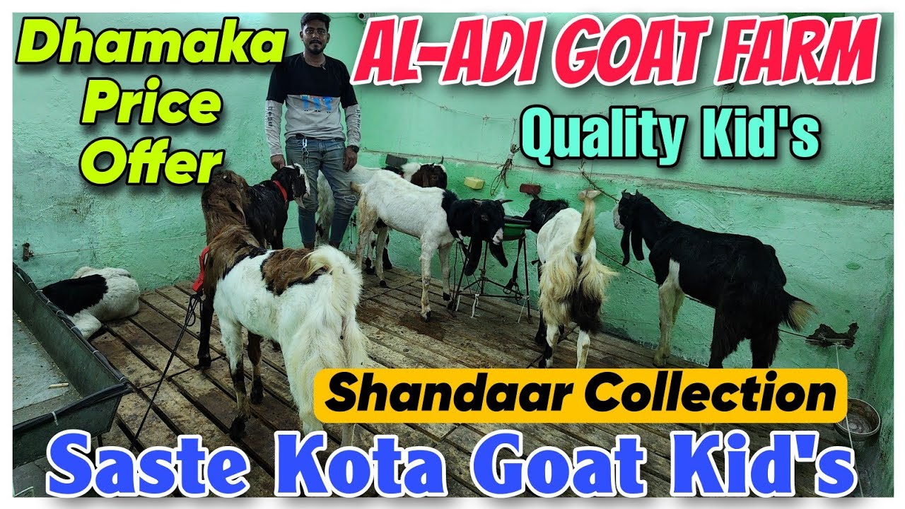 saste Kota Goat Kid's At AL-ADI GOAT FARM | Climte Set Vaccinated Bakre ...