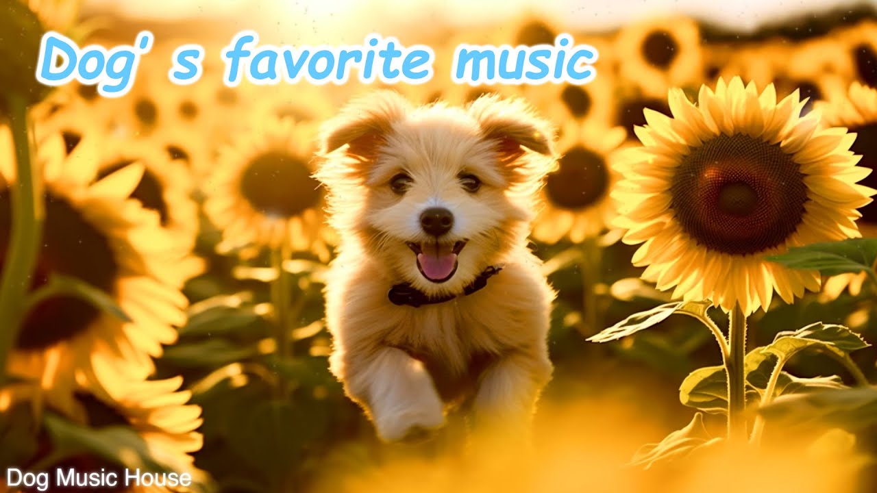 dog music to make them happy, Healing Music, music for dogs, puppy ...