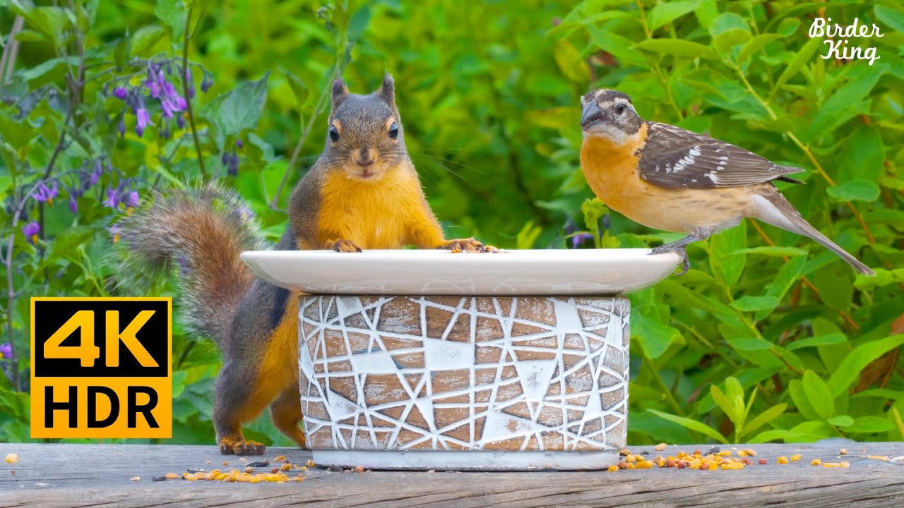 Cat TV for Cats to Watch😺 ️ Beautiful Backyard Birds and Squirrels 🐦 8 ...