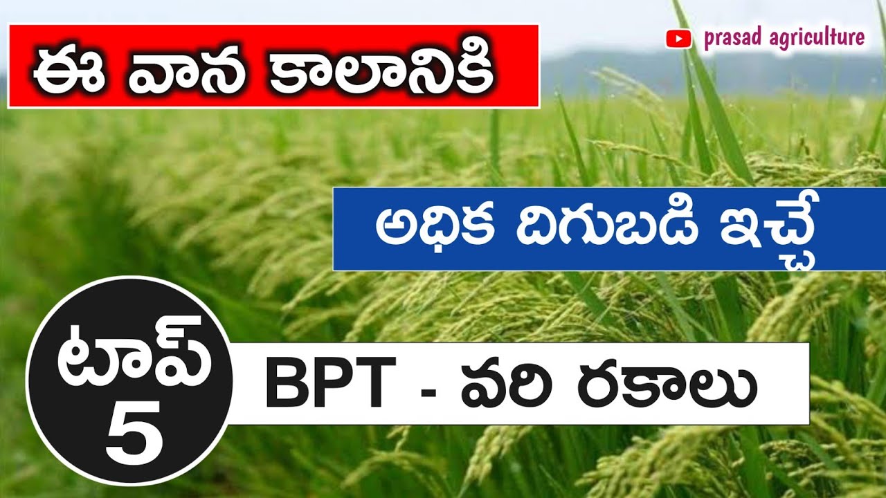 ఈ వాన కాలానికి BPT వరి రకాలు | Karif Best BPT Paddy Seeds ...