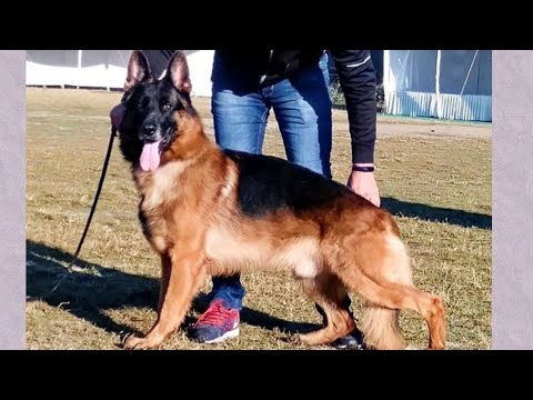 Top show quality german shepherd - YouTube
