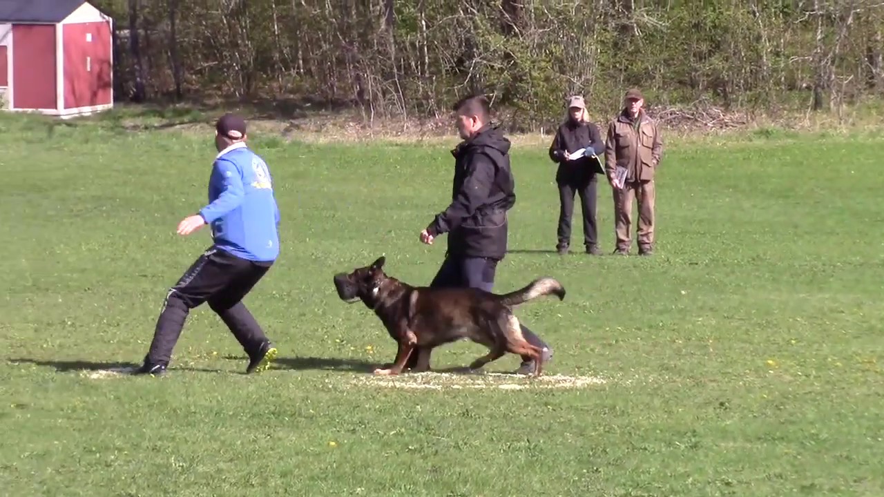 Rapport's Arro - delar från hans skyddstävlingar - YouTube