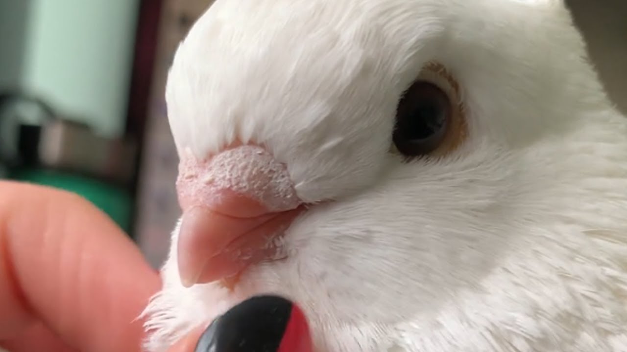 Pigeon getting his pin feathers preened - YouTube