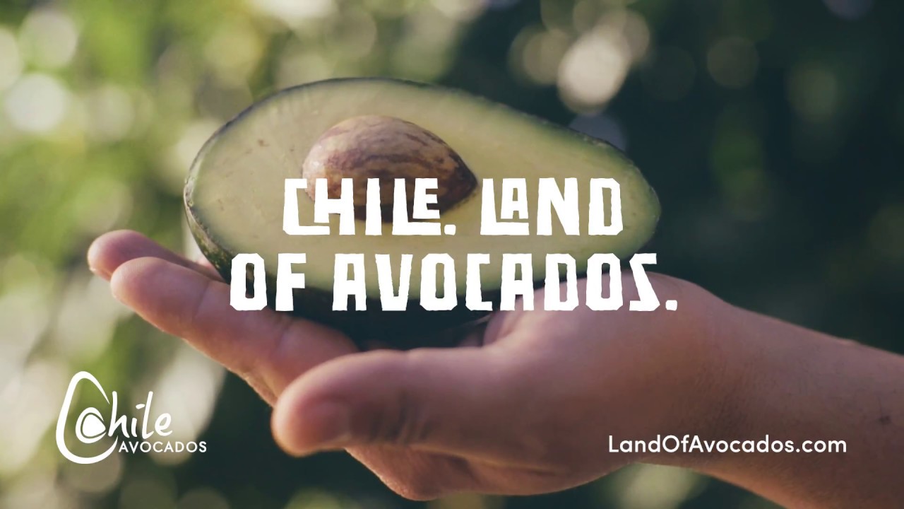 Avocados From Chile: Chile, Land of Avocados. - YouTube