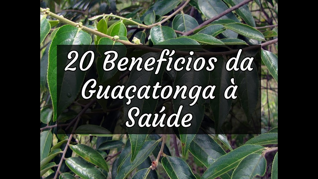 20 Benefícios da Guaçatonga à Saúde - YouTube