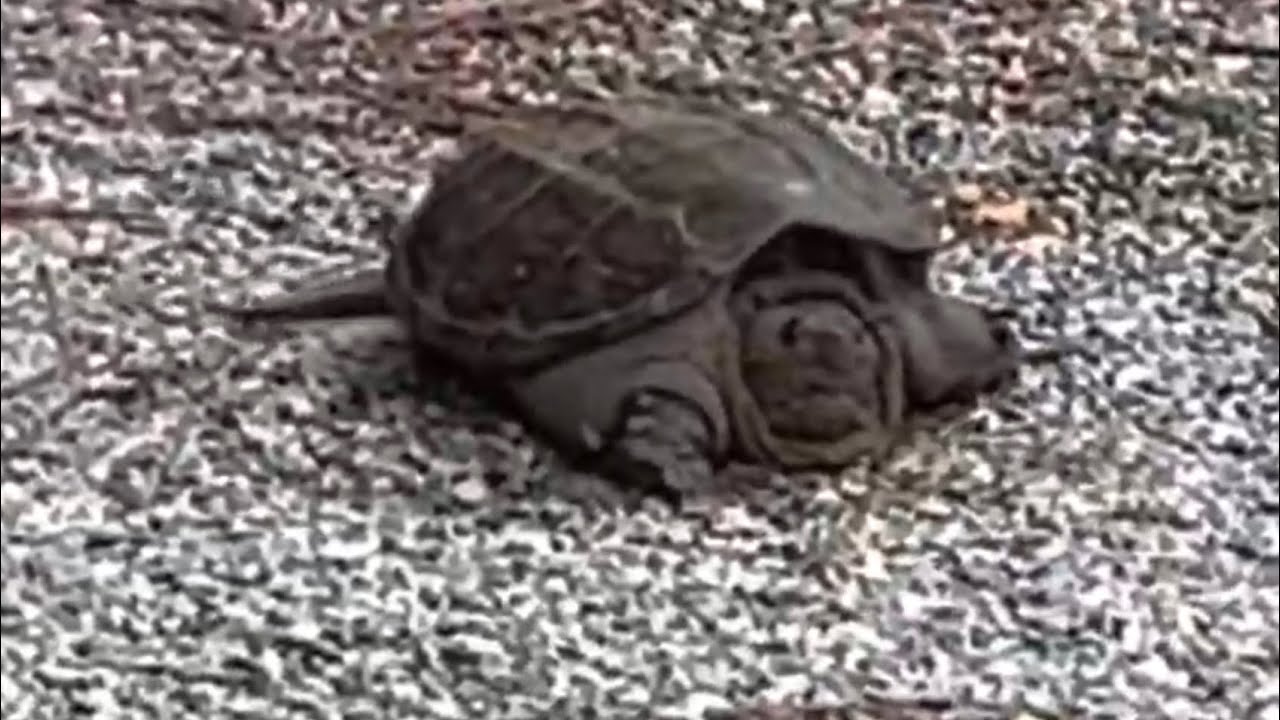 Aggressive Snapping Turtle!! - YouTube