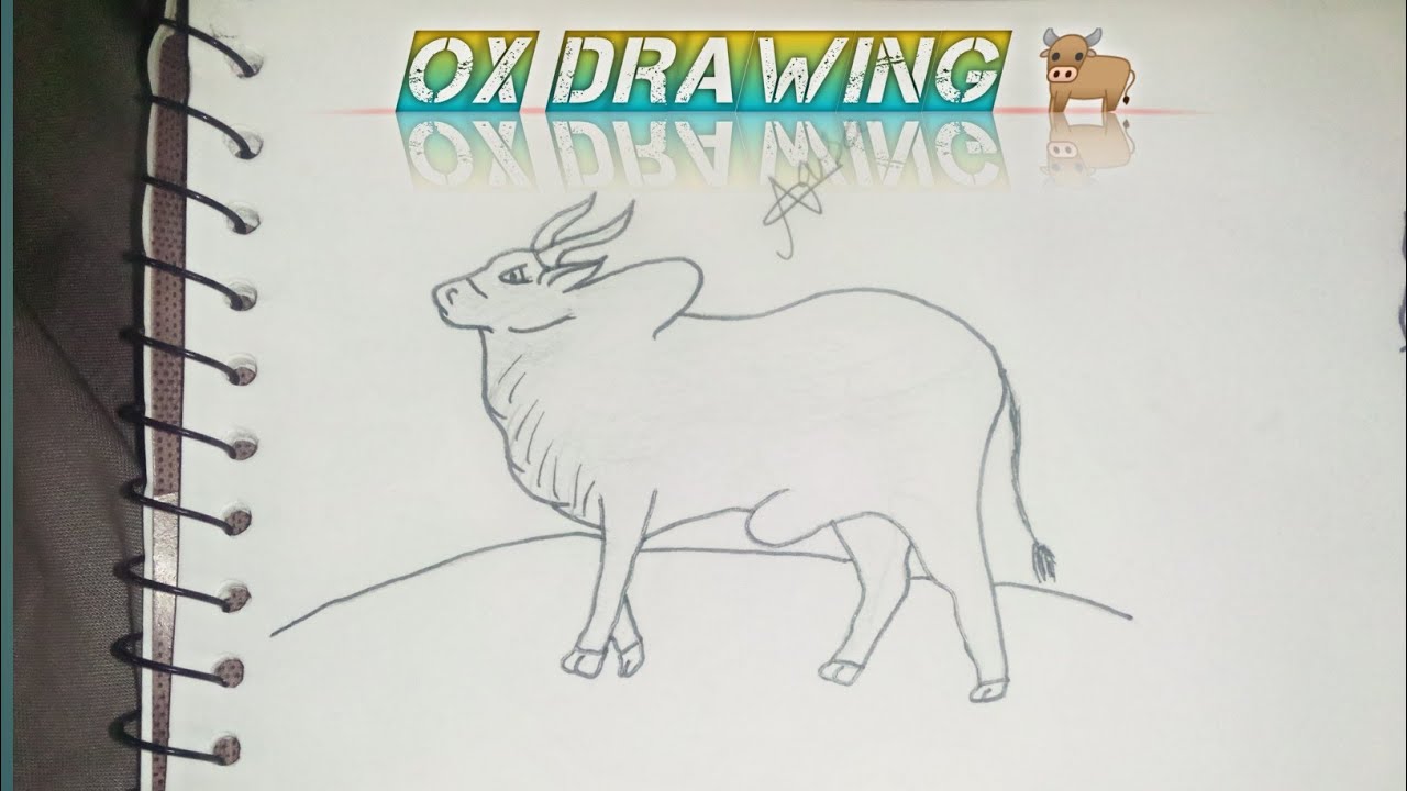 Easy steps to draw an Ox_How to Draw an OX _ Simple OX drawing _Ox ...
