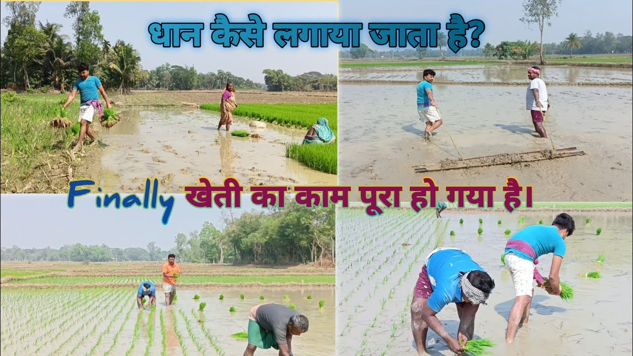 धान कैसे लगाया जाता है?/Dhan kheti ki pure jankari/ kheti Kayes Karin ...