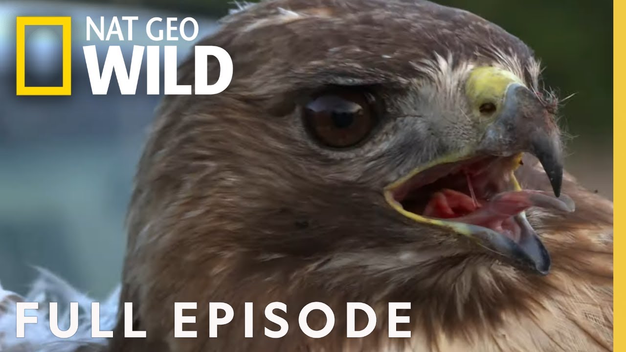 Red Hawk Down (Full Episode) | Bandit Patrol - YouTube