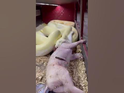 Huge Ivory Burmese python eating pigs - YouTube