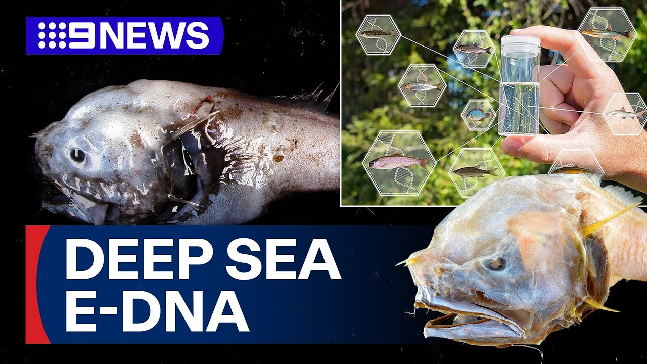 Uncovering the mysteries of the ocean often means devastation for rare ...