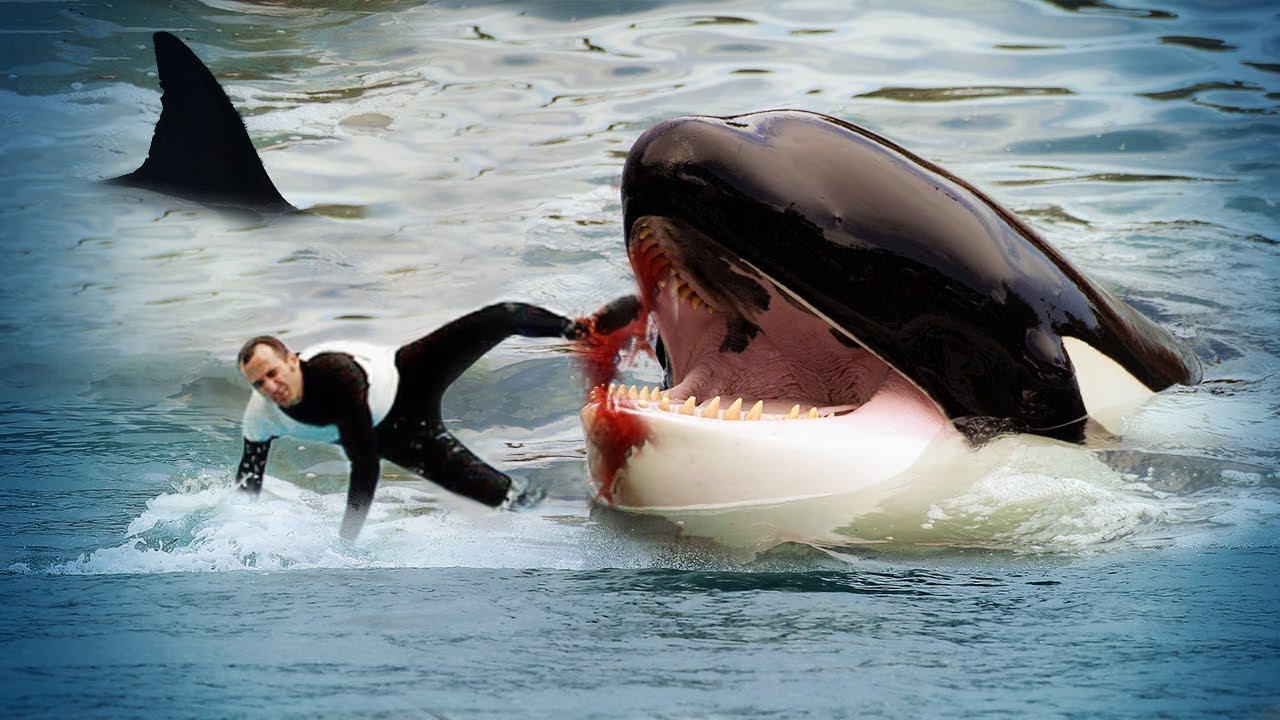 The Dark Untold Story of SeaWorld A Killer Whale Documentary - YouTube