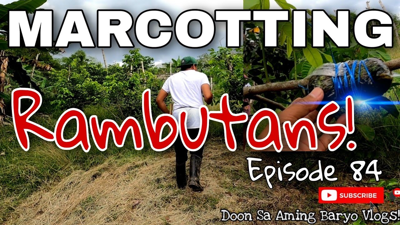 How to Marcot Rambutan( Air Layering Propagation)Paano Mag-marcot Ng ...