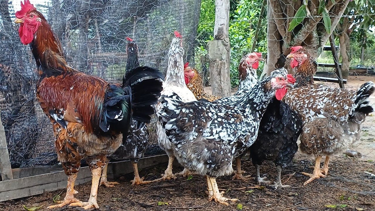 CRIATORIO FERNANDOS AS GSB GALINHAS 🐔 SERTANEJA BALÃO DE BAIXA GRANDE E ...