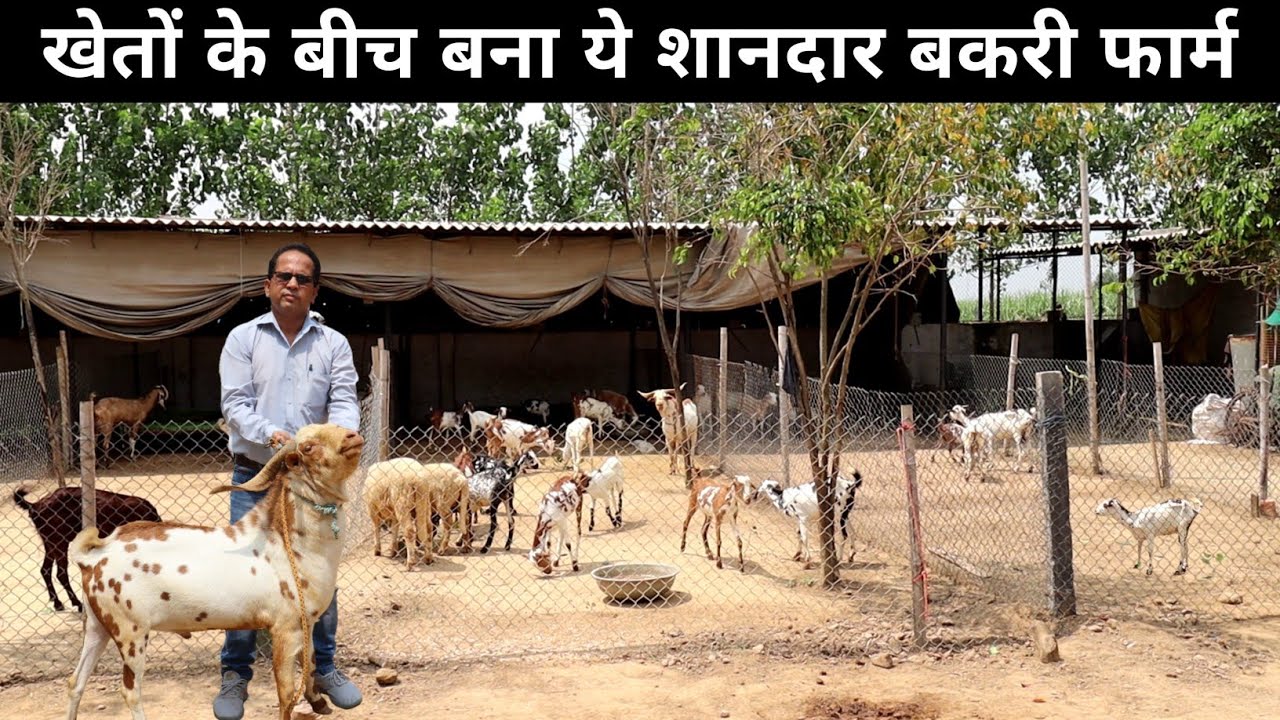 फौजी साहब का खेत में बना शानदार Goat Farm | Goat Farming - YouTube