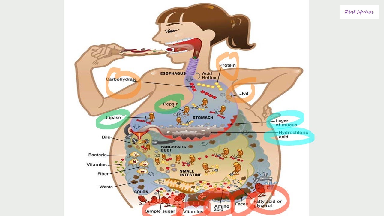 Human Digestive System - Class 7th - Chapter 2 (Nutrition in Animals ...