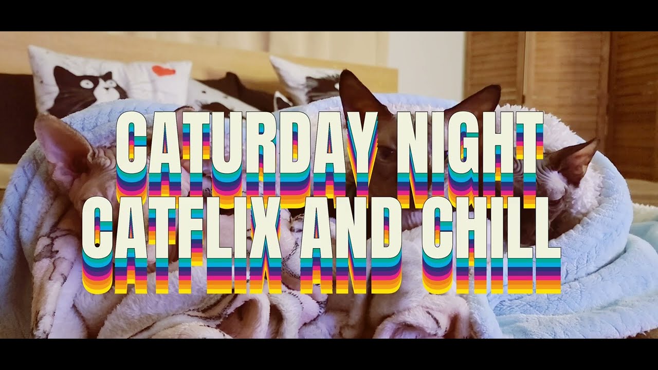 CATURDAY NIGHT CATFLIX AND CHILL - YouTube