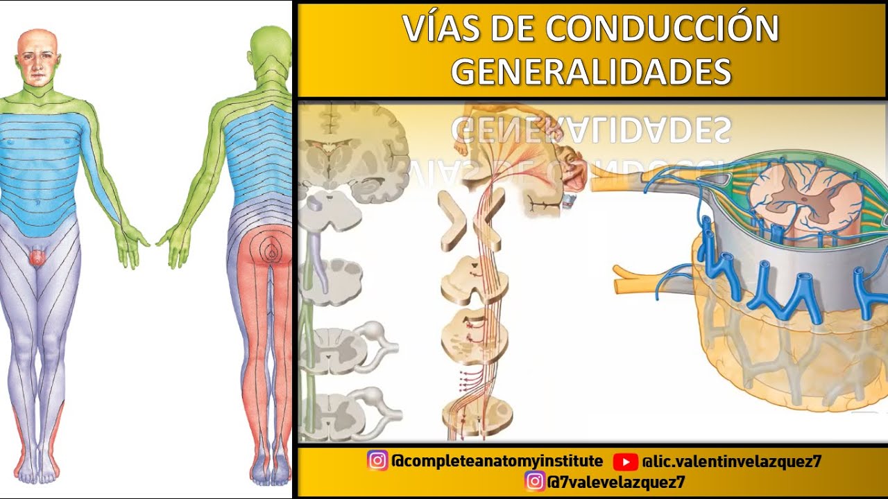 VÍAS DE CONDUCCIÓN: GENERALIDADES | MÉDULA ESPINAL, NÚCLEOS, VÍA ...