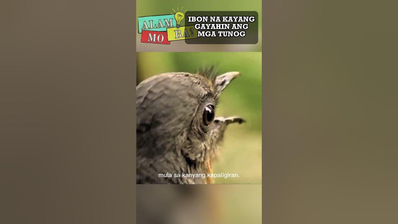 Ang ibon na kayang gumaya ng mga tunog #lyrebird - YouTube