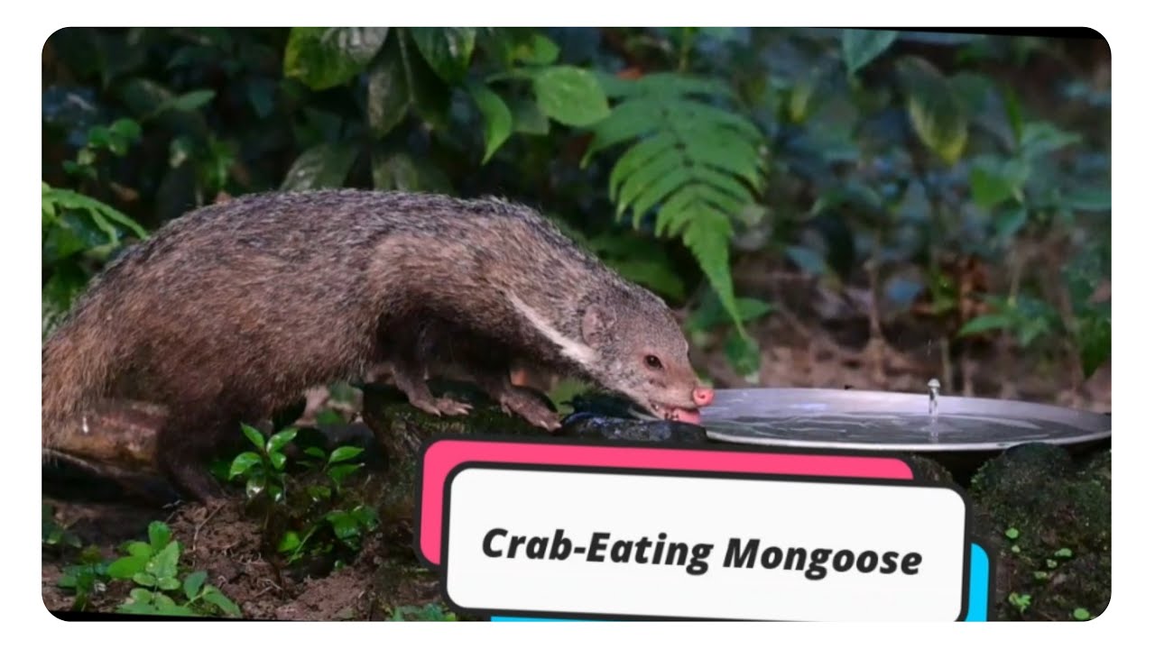 Crab-Eating Mongoose at my home garden #viral #mywildlife - YouTube