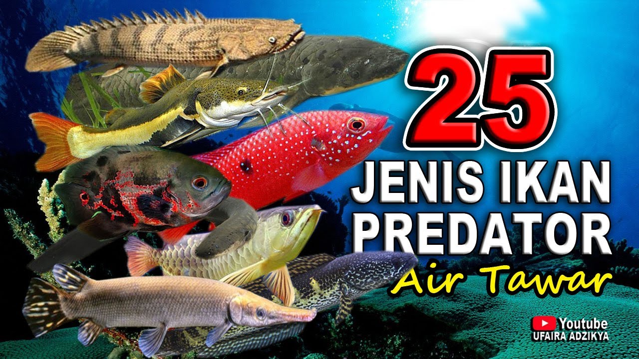 Ikan Hias Air Tawar Predator